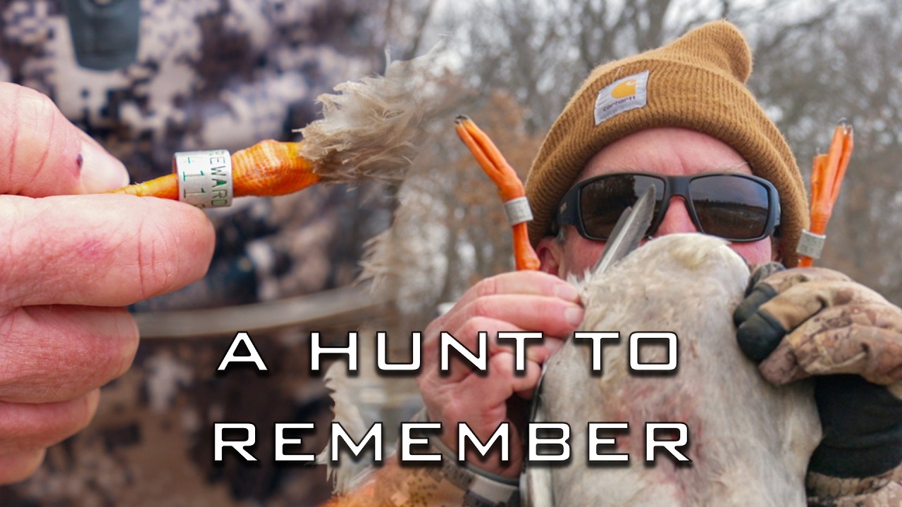 Double-Banded Mallard w/ Reward - YouTube