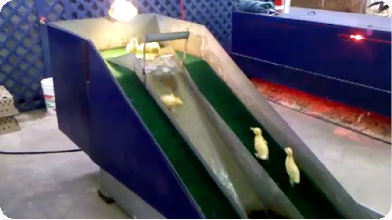 Baby Ducklings Play On A Slide - YouTube