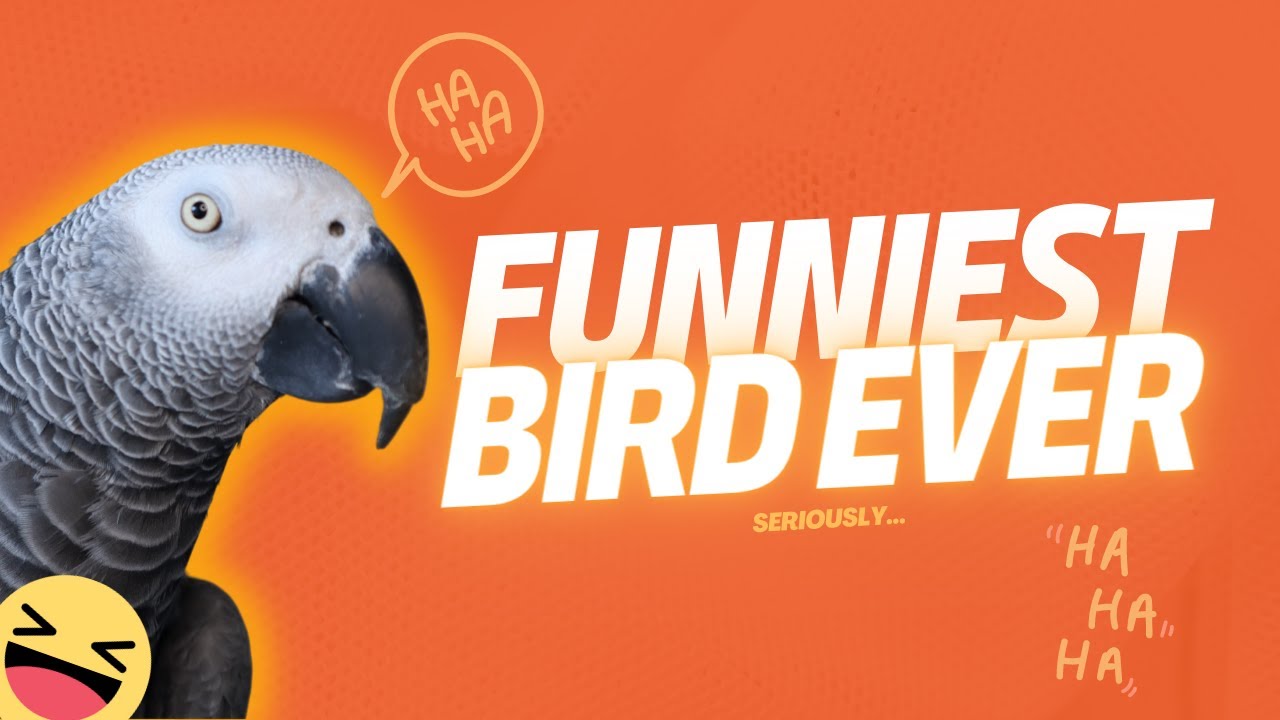 This Has To Be the Funniest African Grey Ever! - YouTube