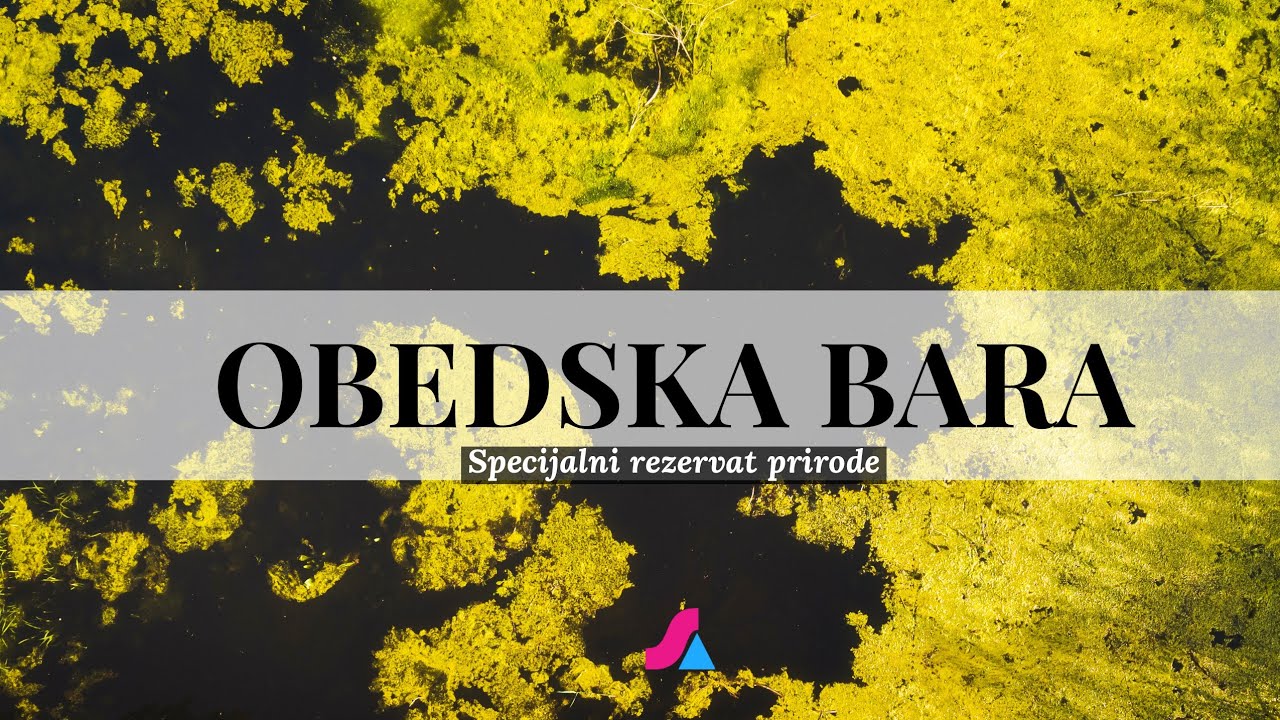 4K - Specijalni rezervat prirode Obedska bara (The Obed swamp) - YouTube