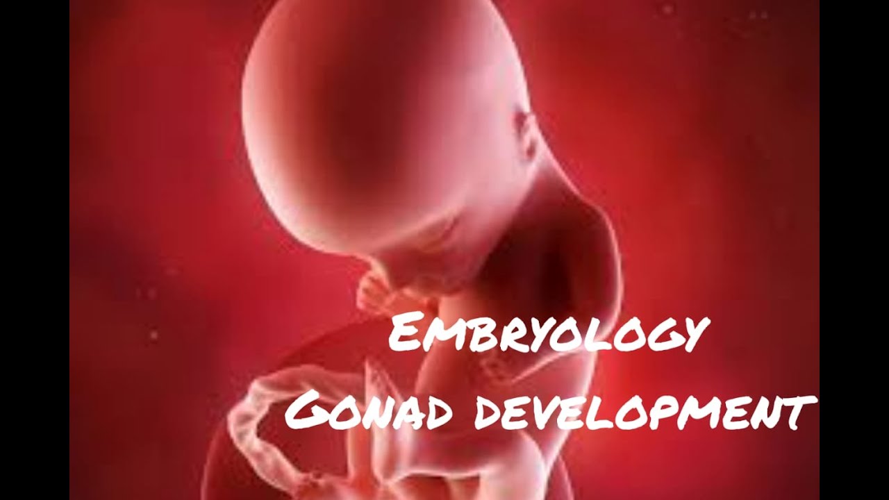 General Embryology Kaplan-Fertilization to development/Gonad ...