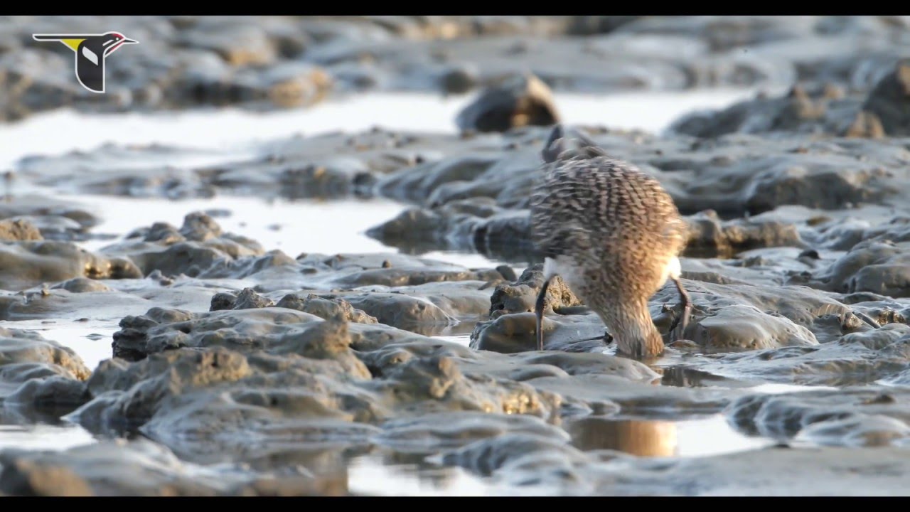 Migratory Shorebirds Depend on the Yellow Sea English 1080p - YouTube