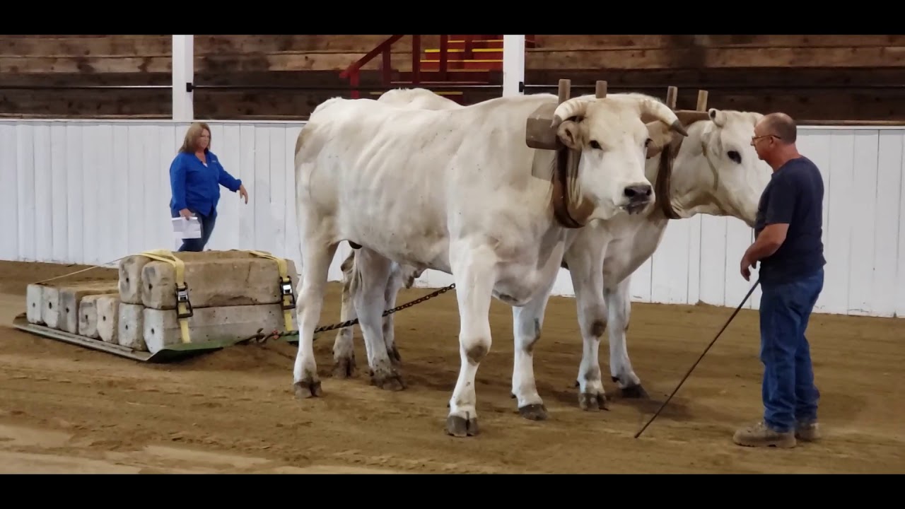 Fryeburg Fair Ox Pulling Part 1 of 3 - YouTube