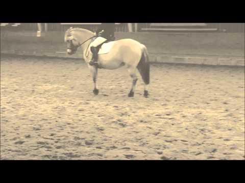meila bei der Leistungsprüfung ♥