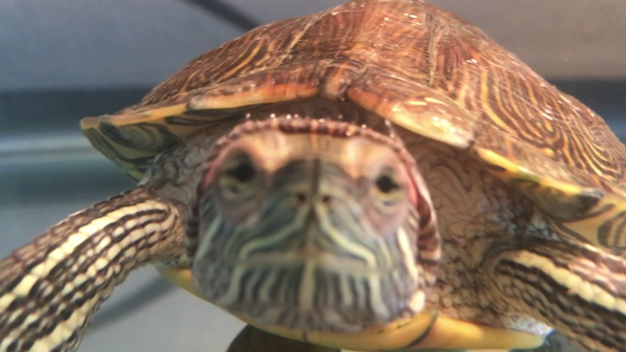 "Le Turtles" Avant-Garde/Experimental Film - YouTube
