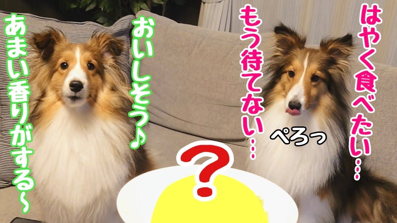 【シェルティ】あるものを食べたくて 待ち切れない犬たちがこちらです Sheltie wants to eat a certain food ...
