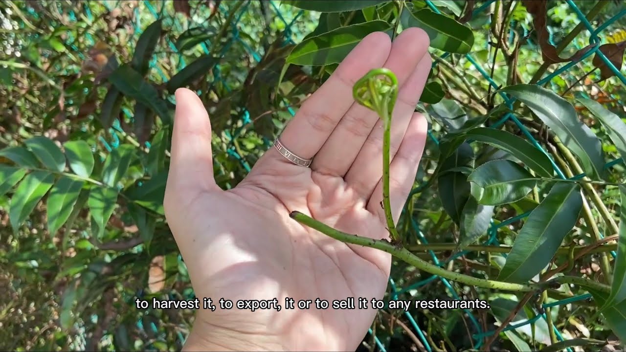 MIDIN FARM VISIT| The House Show #EP24 - YouTube