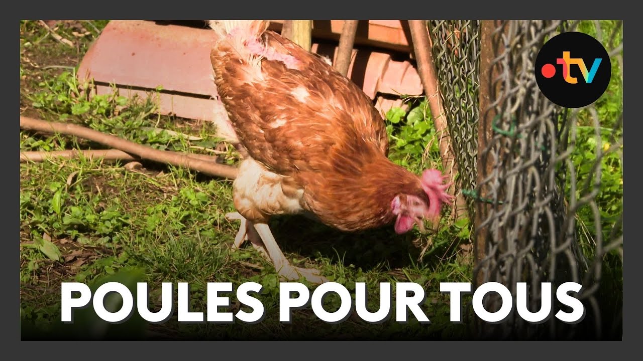 Pays basque : une vente pour sauver des poules pondeuses - YouTube