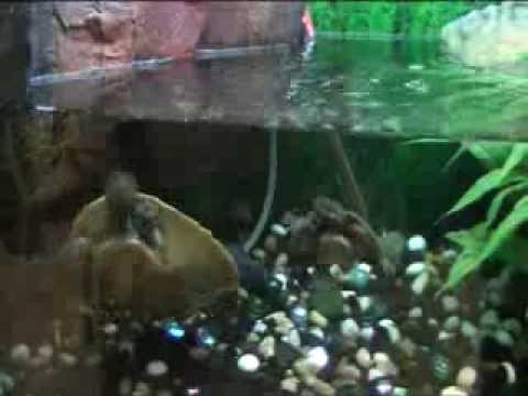 Smallsy the Macleay Turtle - YouTube