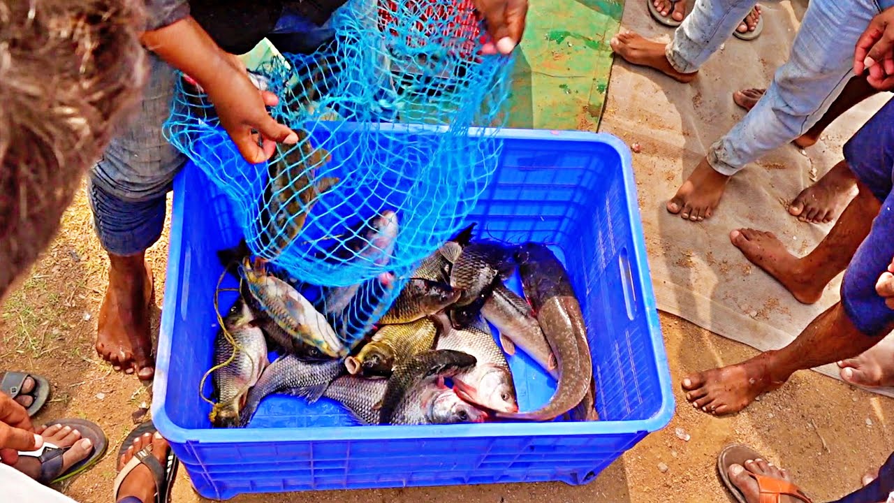 Fresh Fish Catch & Cook Curry - YouTube