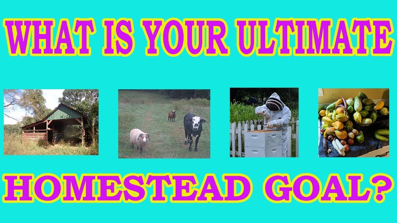 What Is Your Ultimate Homestead Goal? - YouTube