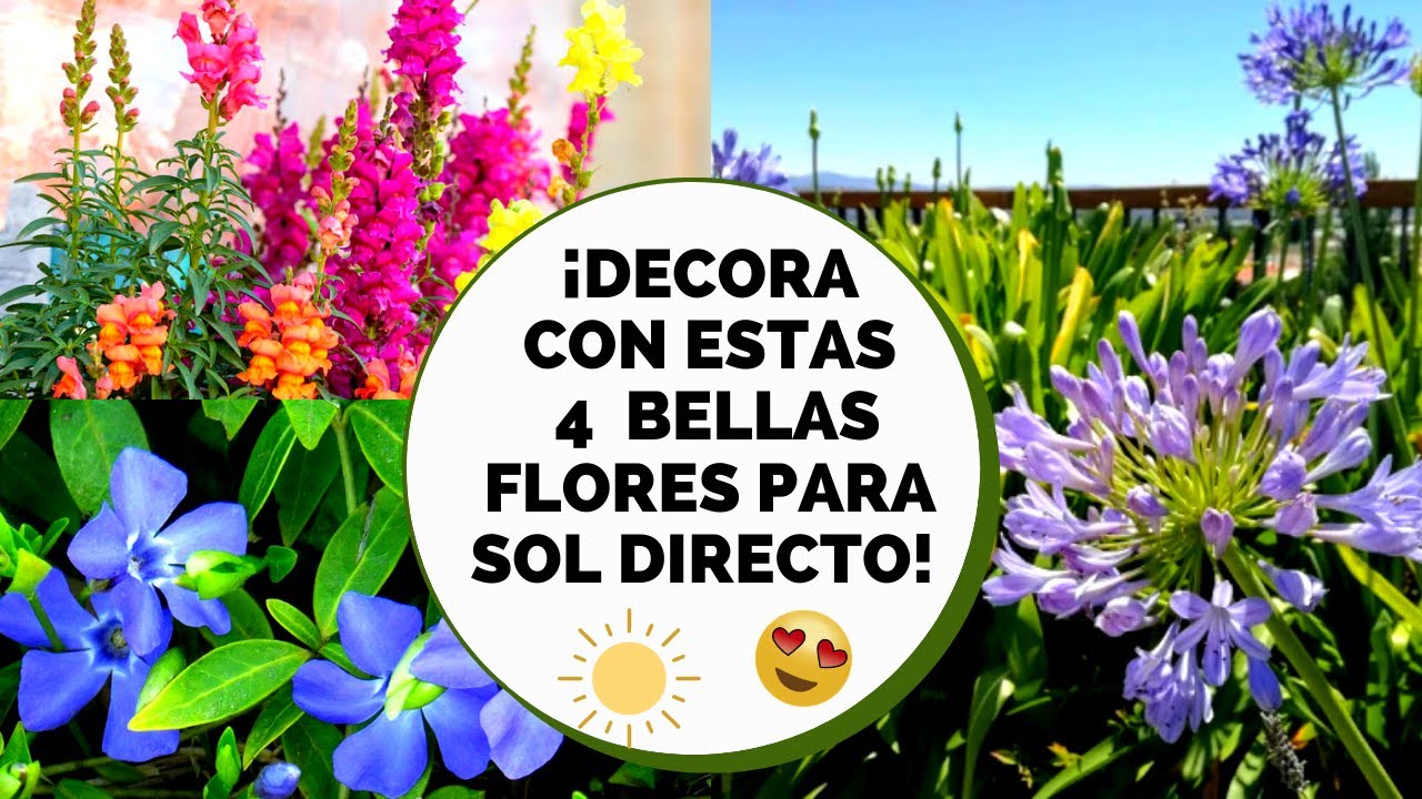 Flores resistentes al sol IV / 4 Plantas resistentes al sol directo IV ...