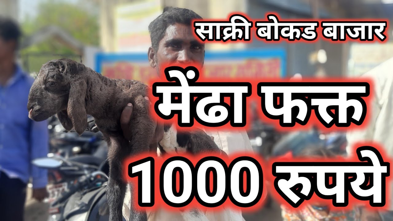 साक्री बोकड बाजार : bokad palan : बोकड पालन - YouTube
