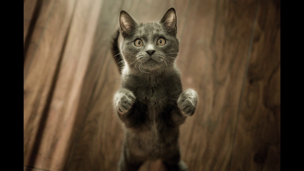 Cat 😸 - Sound effect // Gato 😸 - Efecto de sonido - YouTube