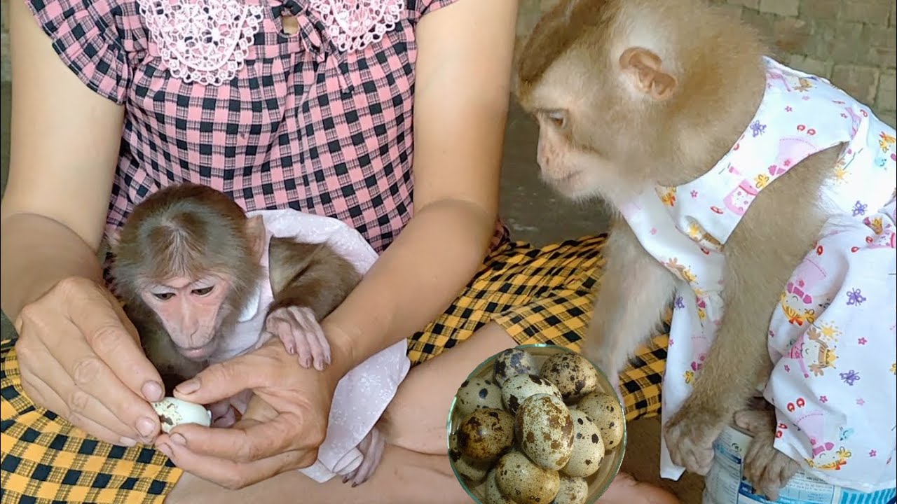 [Moon Family] Monkey Moon and Sky were exchanged by their mother for a ...