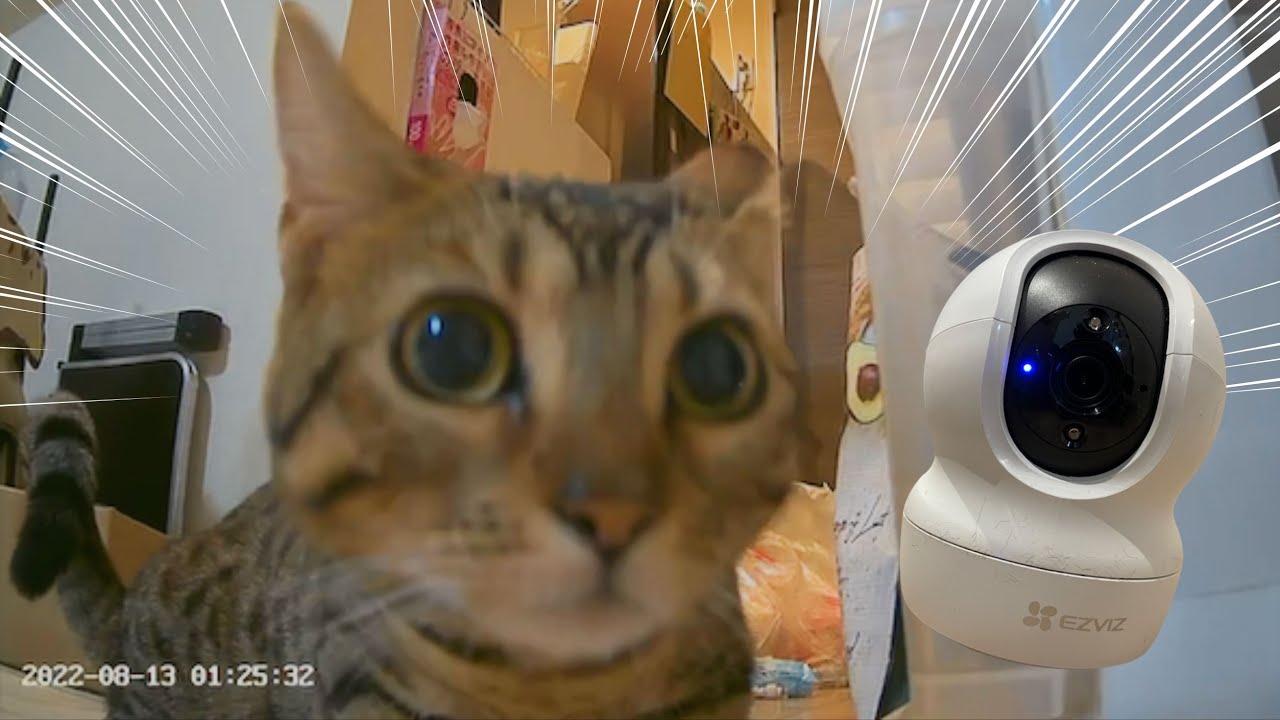 【Genetta】Adorable kitten staying at home recorded by home monitoring ...