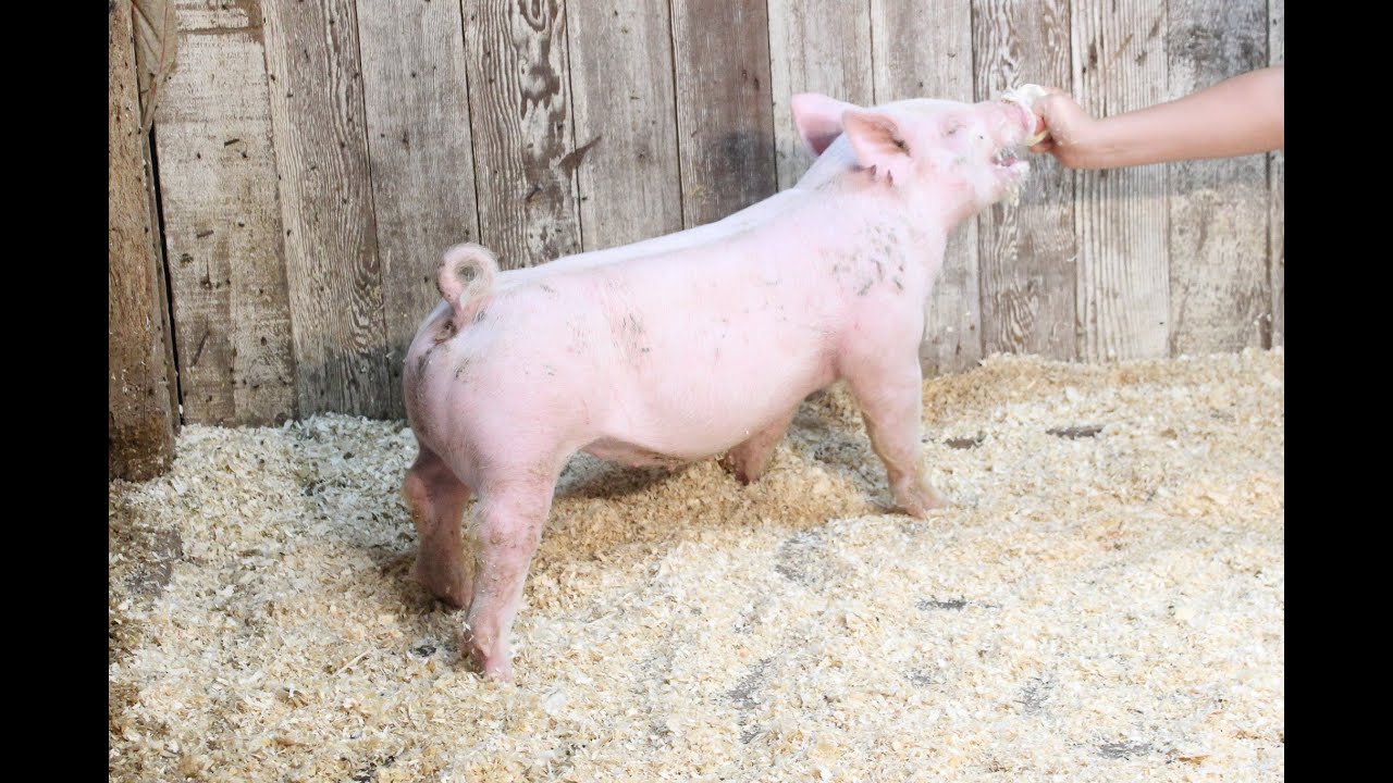 Sept 19_2-1 York Gilt - YouTube