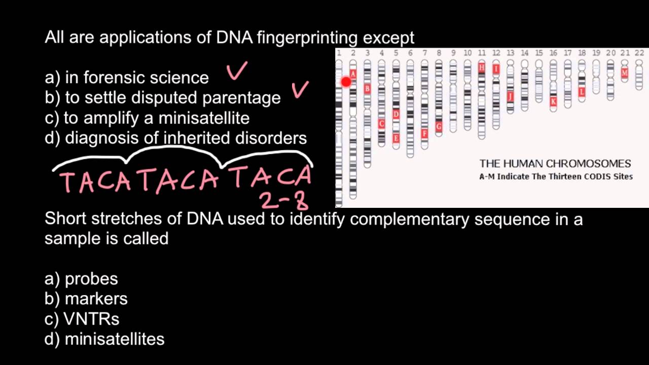 DNA Probes, Markers, VNTRs, Minisatellites explained - YouTube