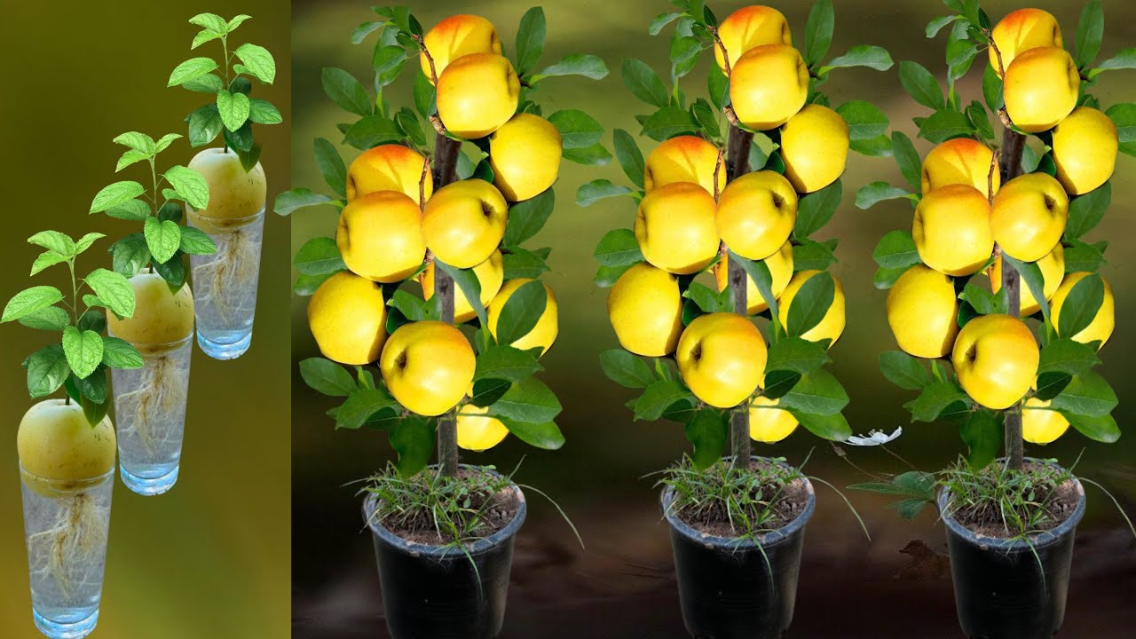 Great Technique: grafting apple fruit using aloe vera & egg, how to ...