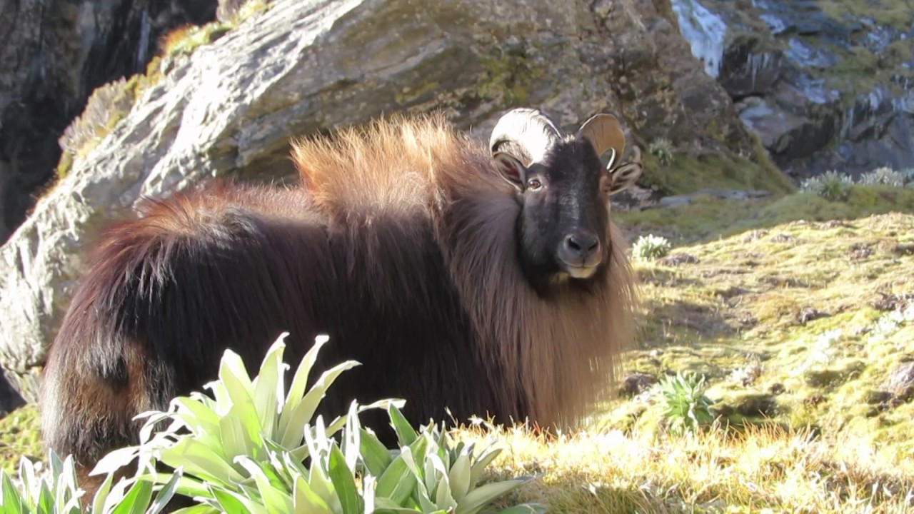 Wilderness Bull Tahr at five metres - YouTube