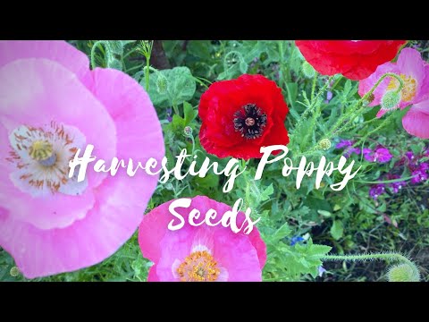 How To Harvest Ornamental Poppy Seeds