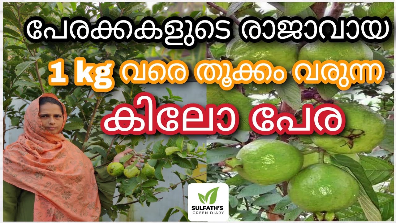 പേരക്കകളുടെ രാജാവായ കിലോ പേര | Kilo Pera | Guava Farming Malayalam ...
