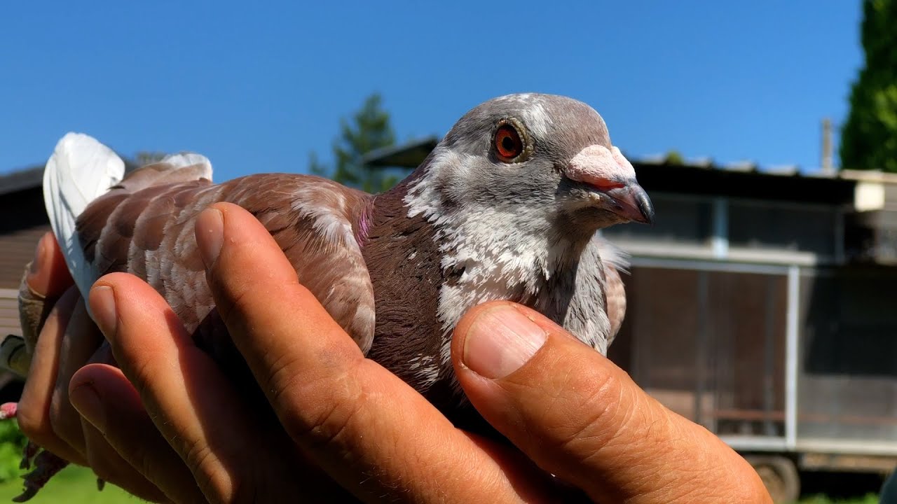 La colombophilie ou l’art d’aimer les pigeons voyageurs - YouTube