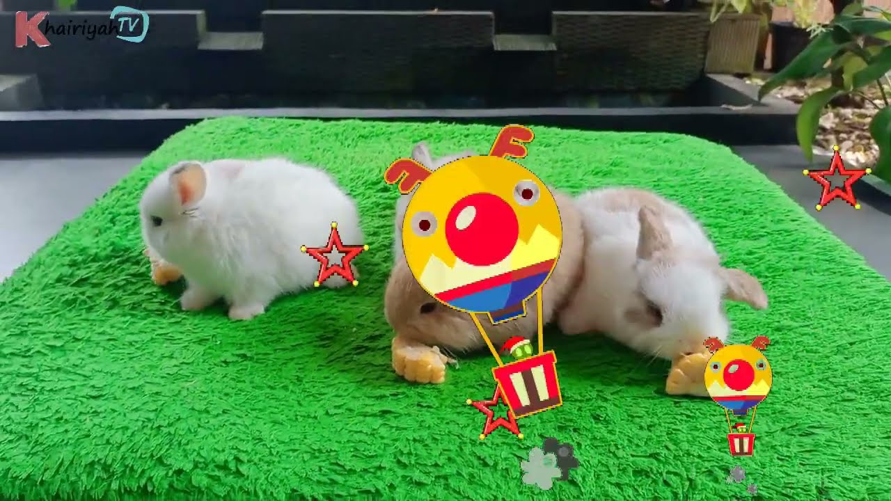 Play With Rabbit Bunnies Bunny | Cute Bunnies - YouTube