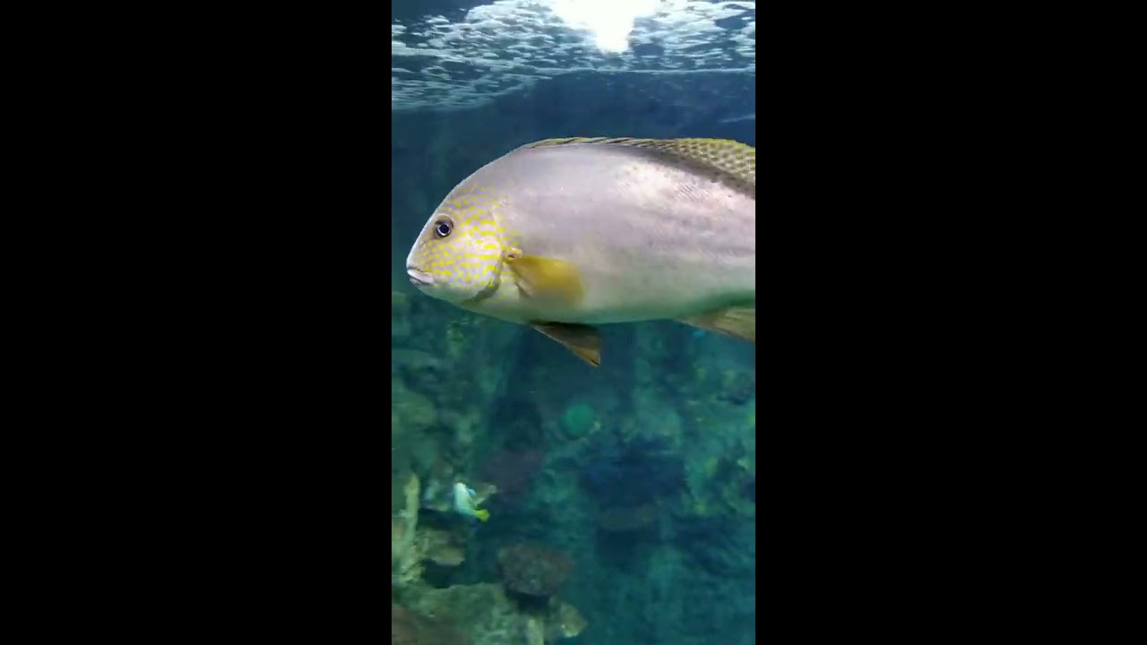 MÁS PECES,TIBURONES Y MONOS 🦈🐒🐠 - YouTube