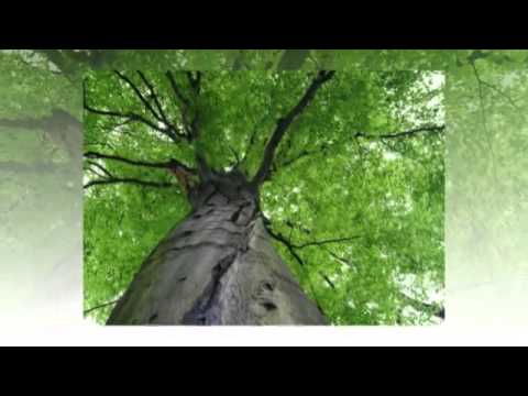 Capital City Tree Service -- Little Rock, AR - YouTube
