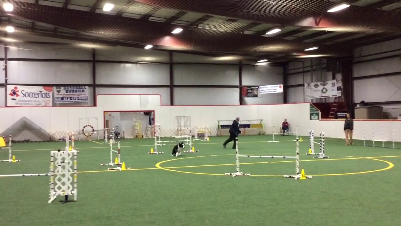 Tebow AKC Master Jumpers - YouTube