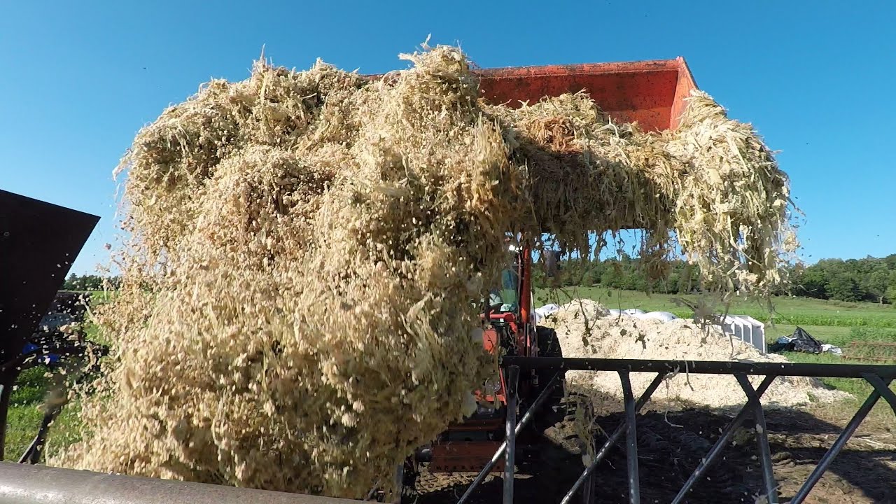 Feeding the cows sweet corn silage mixed with sudangrass! - YouTube