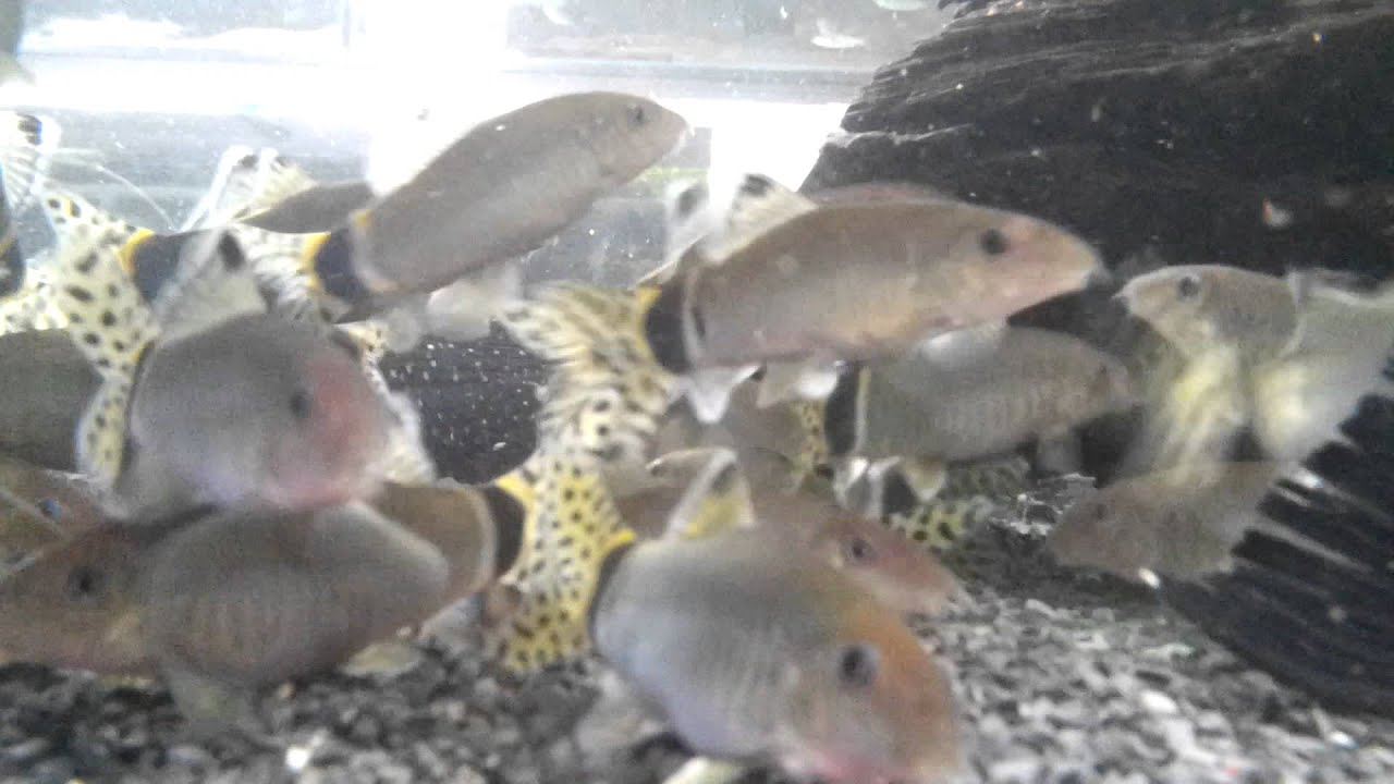 Splendid Loach - Pier Aquatics - YouTube