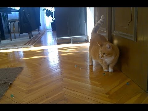 Cat Playing With Marbles - YouTube
