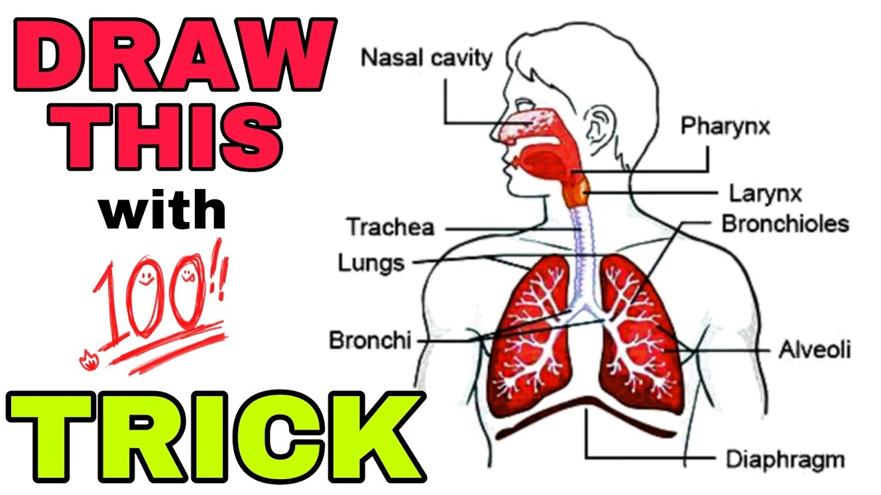 Human respiratory system diagram/Human lungs drawing/ lungs diagram ...