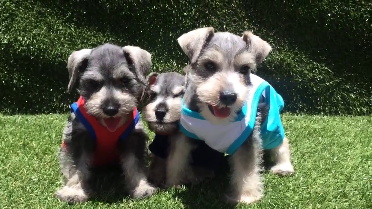 Male Mini Schnauzer Puppies - YouTube