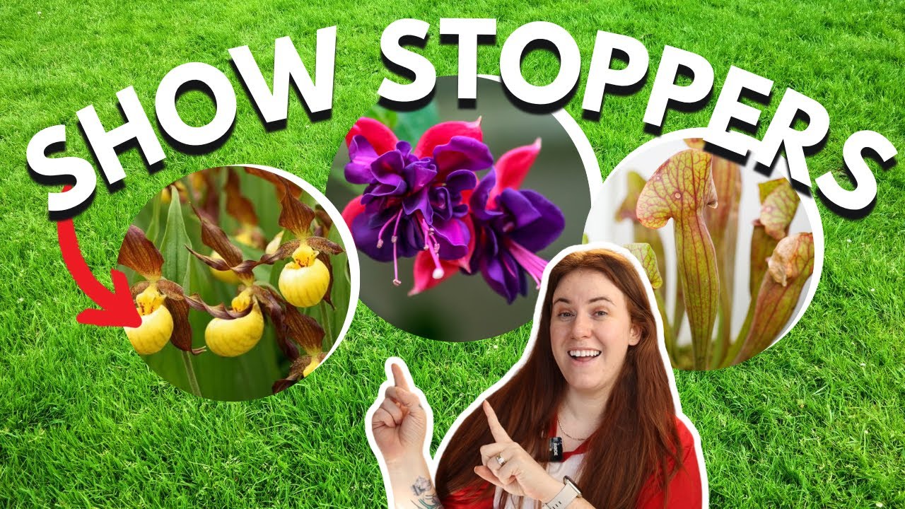 6 WOW Factor Plants For Your Garden! Make The Neighborhood Jealous 😏 ...