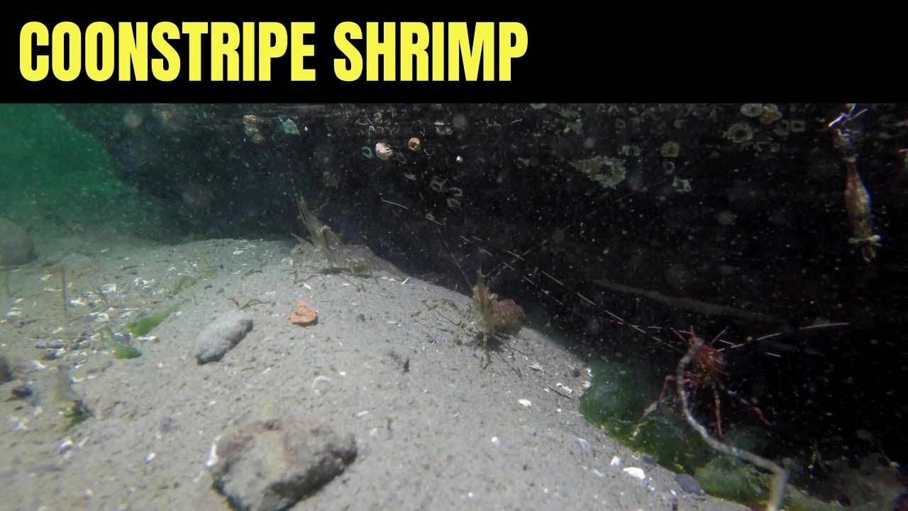 Coonstripe Shrimp | Salish Sea Marine Wildlife - YouTube