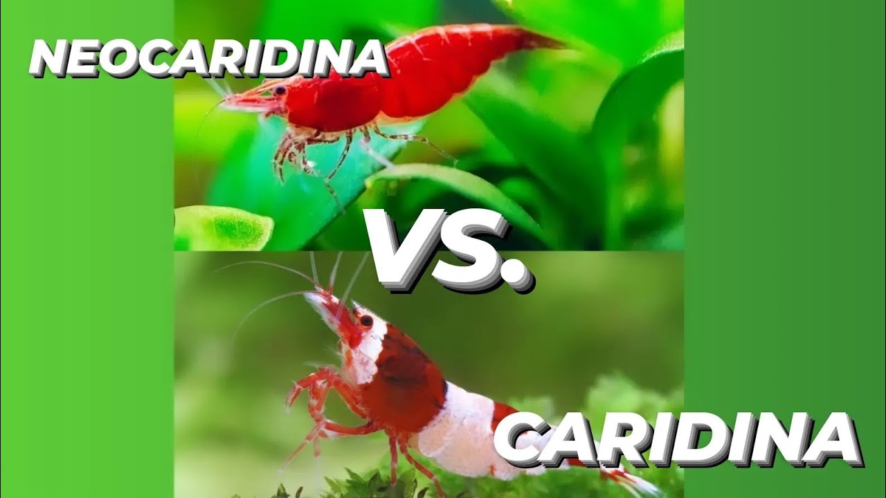 "Neocaridina vs Caridina Shrimp: What's the Difference?" - YouTube