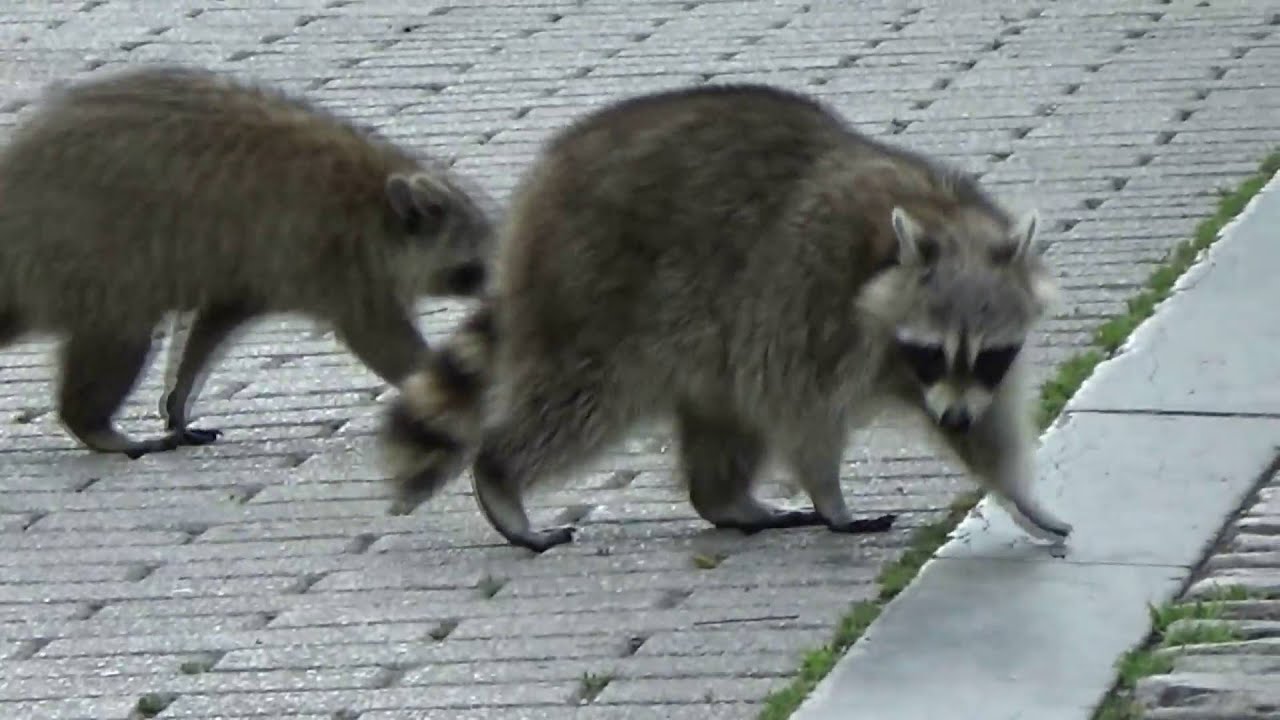 Raccoon at Mount Royal - Montreal, Quebec, Canada - YouTube