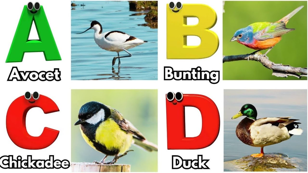 Birds Alphabet Song for Kids | Birds ABC Song | Phonics for Kids | Baby ...