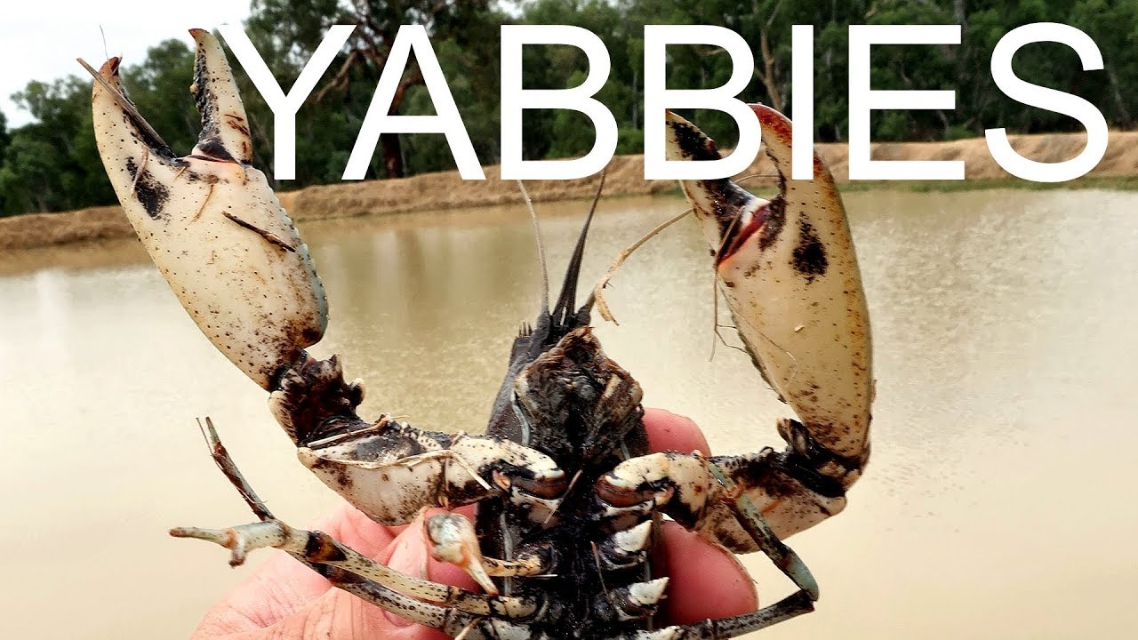 Yabbying with rockmelon at the jackpot yabby dam - YouTube