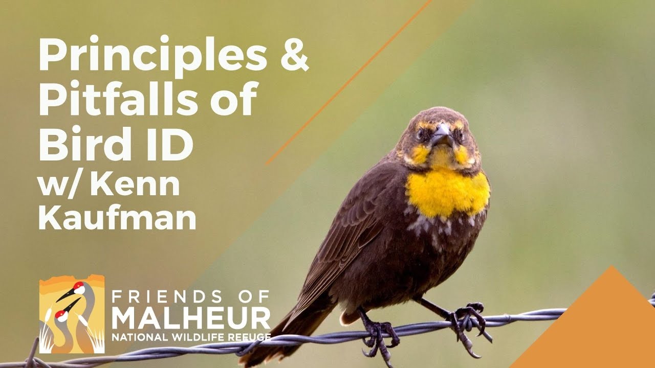 Principles and Pitfalls of Bird ID w/ Kenn Kaufman - YouTube