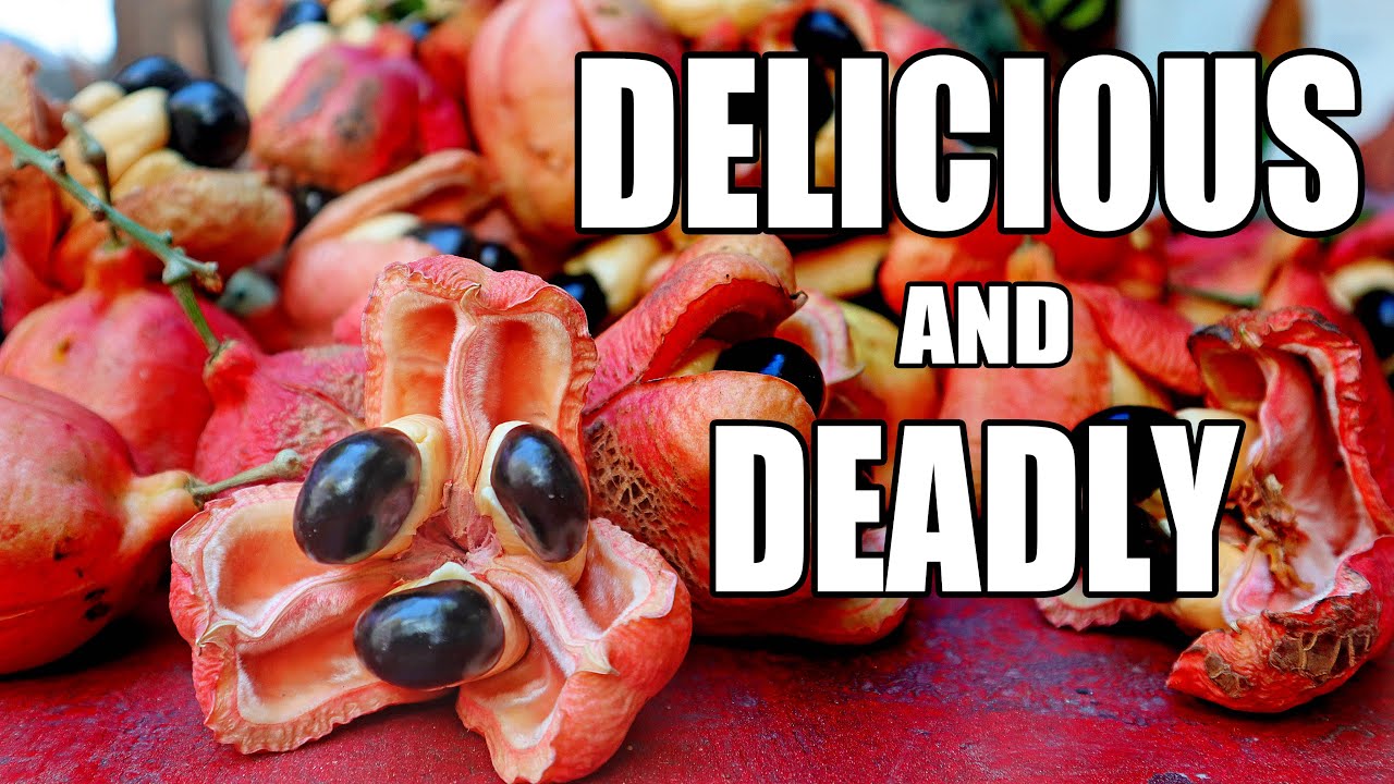 ACKEE Fruit : Trying the Notoriously Delicious Fruit in JAMAICA ...