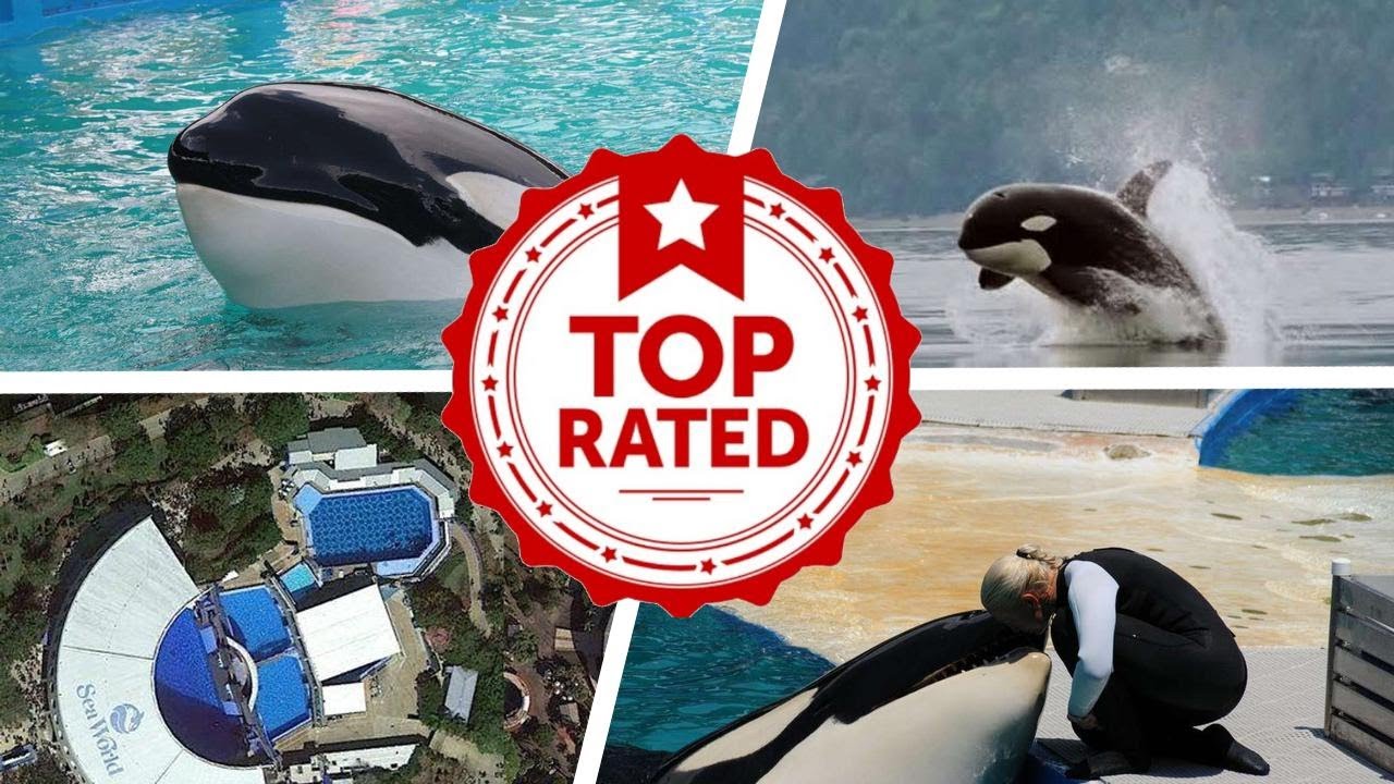 Lolita The Lonely Orca Has Been Living In The CountryS Smallest Whale ...