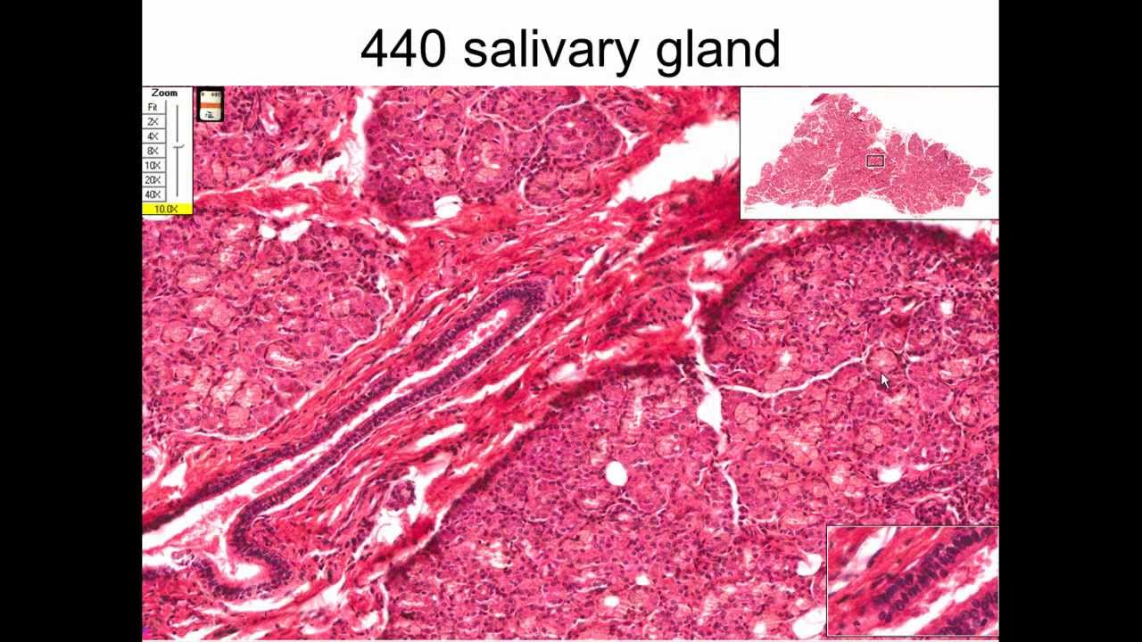 19. Liver, Gall Bladder, Salivary Glands & Pancreas - YouTube