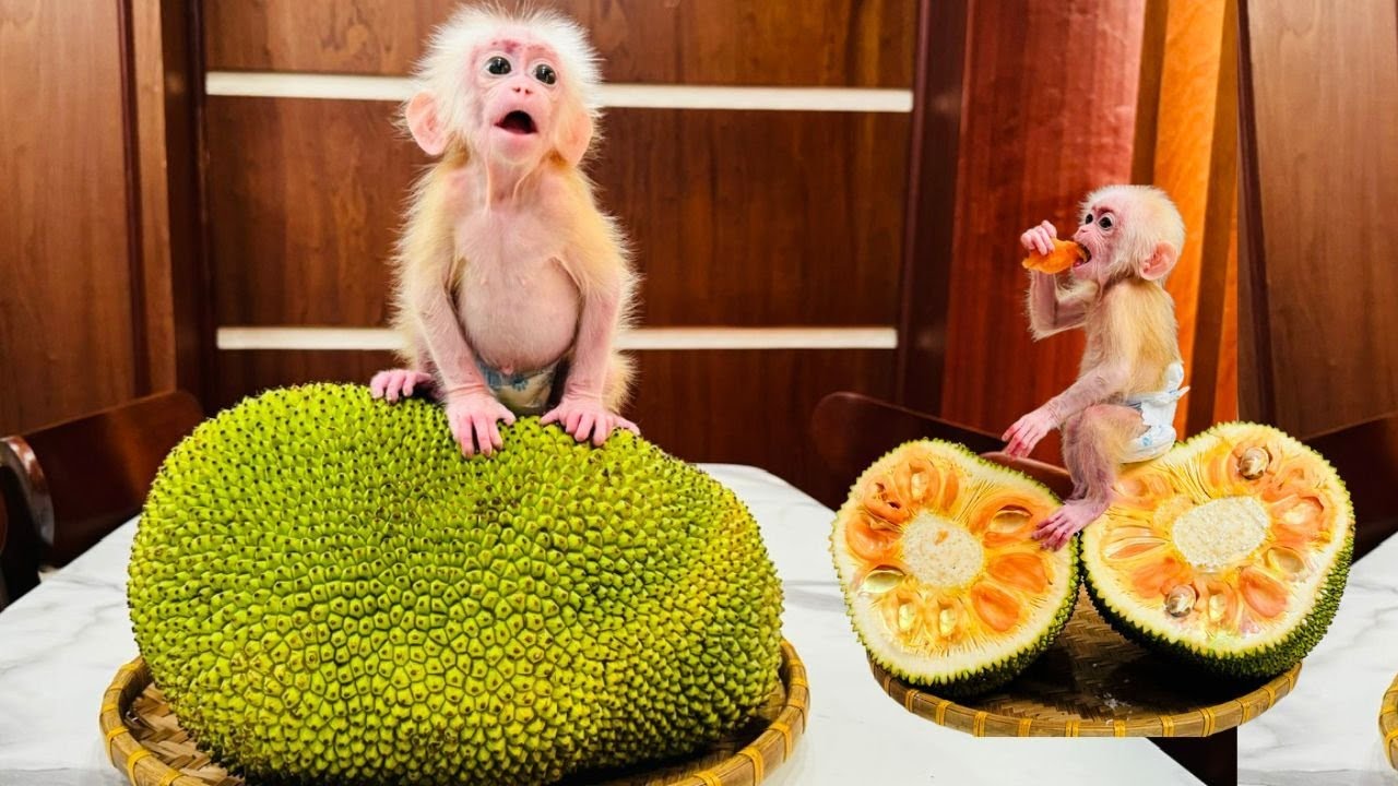Baby monkey Kyo enjoys eating the super delicious jackfruit mixed with ...