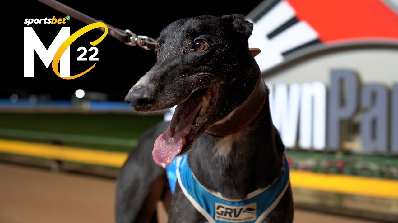 McInerney wins Sportsbet Melbourne Cup Launch - YouTube