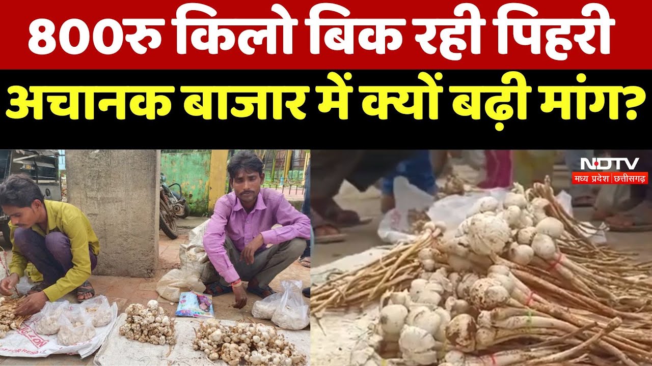 Umariya MP : 800 रु किलो बिक रही पिहरी अचानक बाजार में क्यों बढ़ी मांग ...