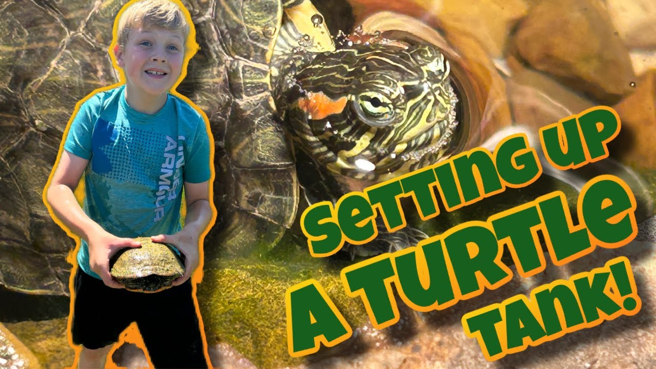 Setting Up A Turtle Tank - YouTube